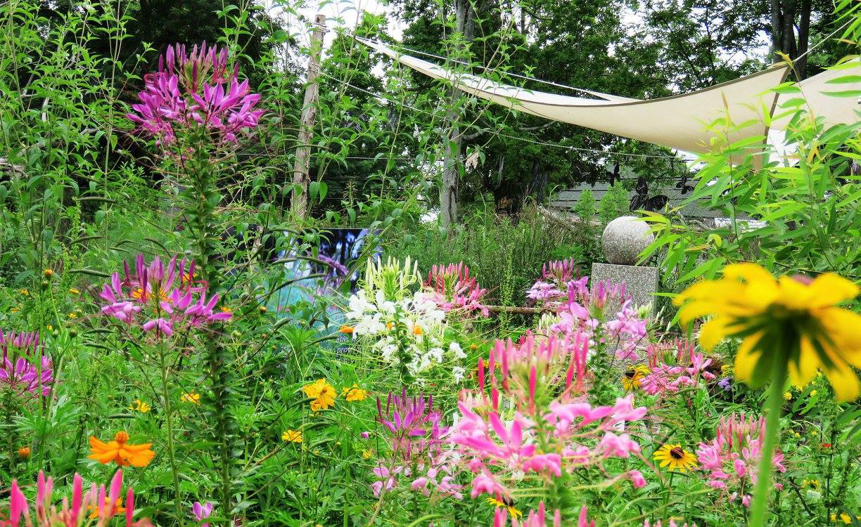 Georgia's Most Amazing Places to See Butterflies | Explore Georgia