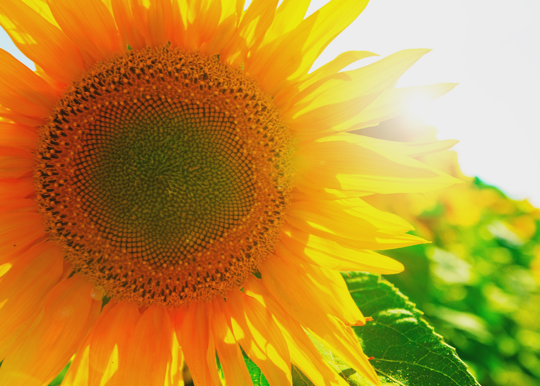 Top Farms to Explore with the Family | Explore Georgia