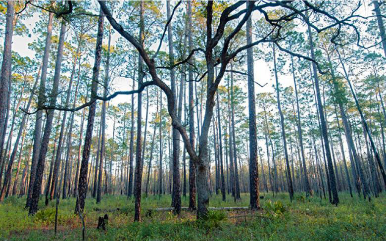 Baxley Things to Do | Explore Georgia