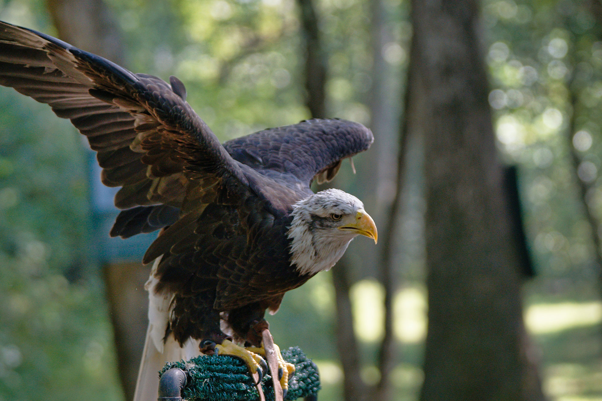 4 Places to See Bald Eagles in Georgia | Explore Georgia