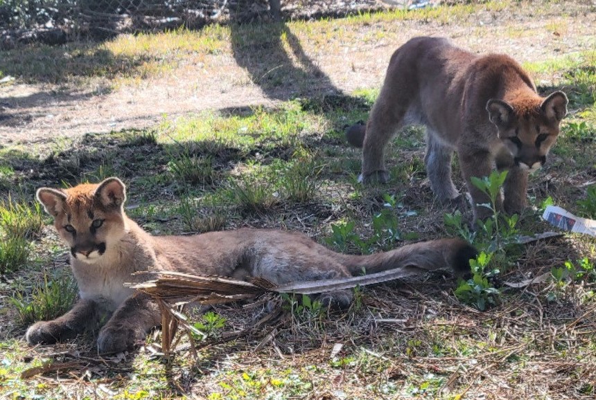 Where to "Talk to the Animals" in Georgia | Explore Georgia