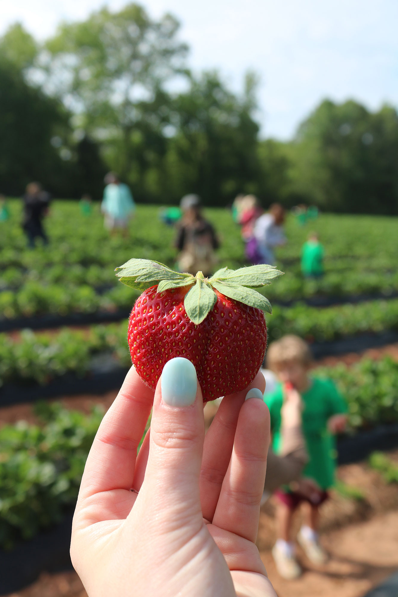 Georgia's Strawberry Festivals | Explore Georgia