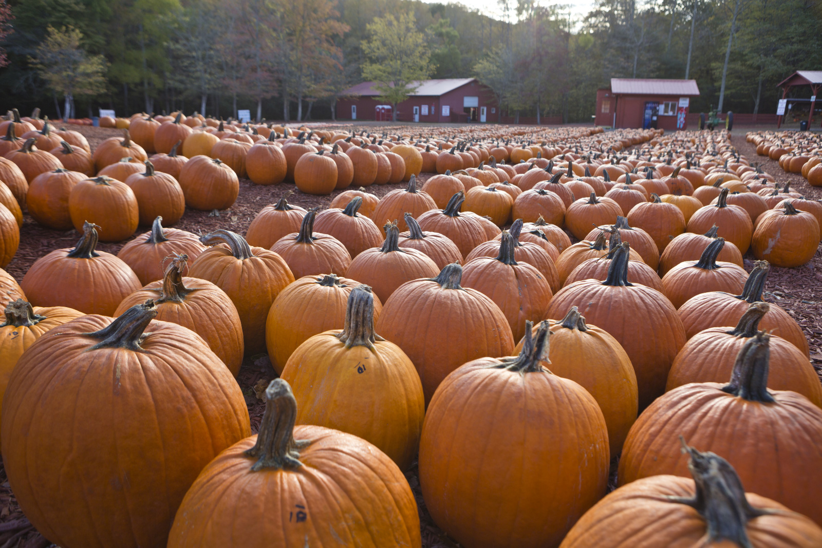 Best Fall Fun in Dahlonega and Dawsonville | Official Georgia Tourism ...