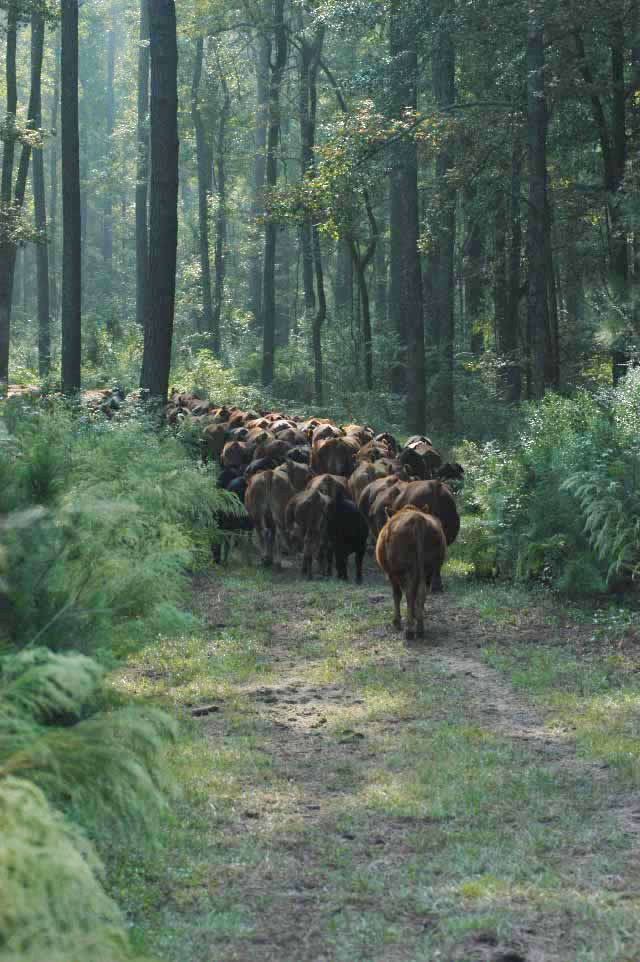 Thomson | Explore Georgia