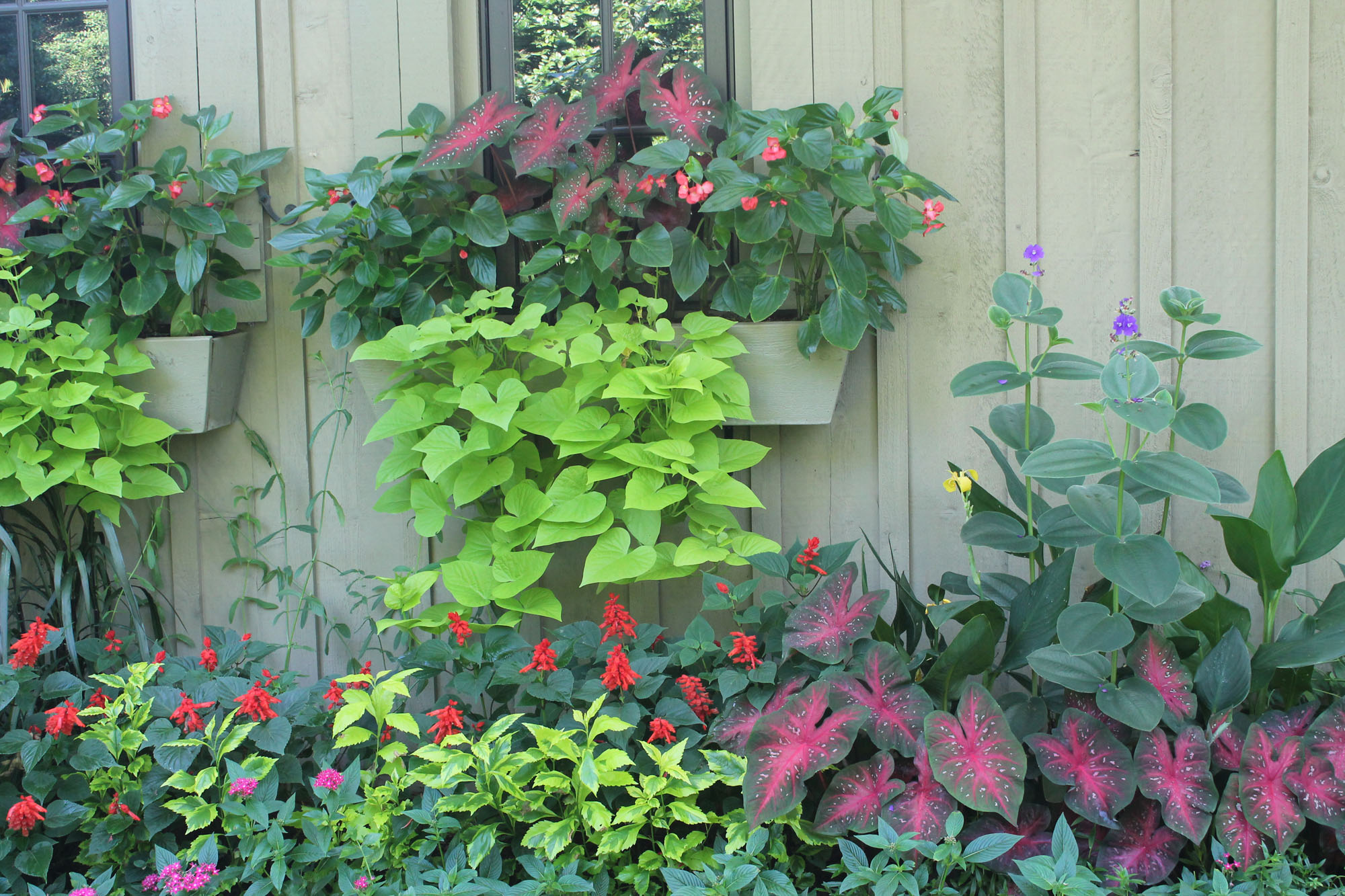 Enjoy a Rainbow of Colors in Late Summer Gardens | Explore Georgia