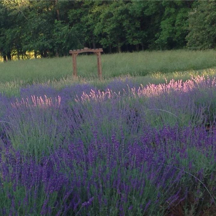 5 Things You Didn’t Know About Lavender | Official Georgia Tourism ...