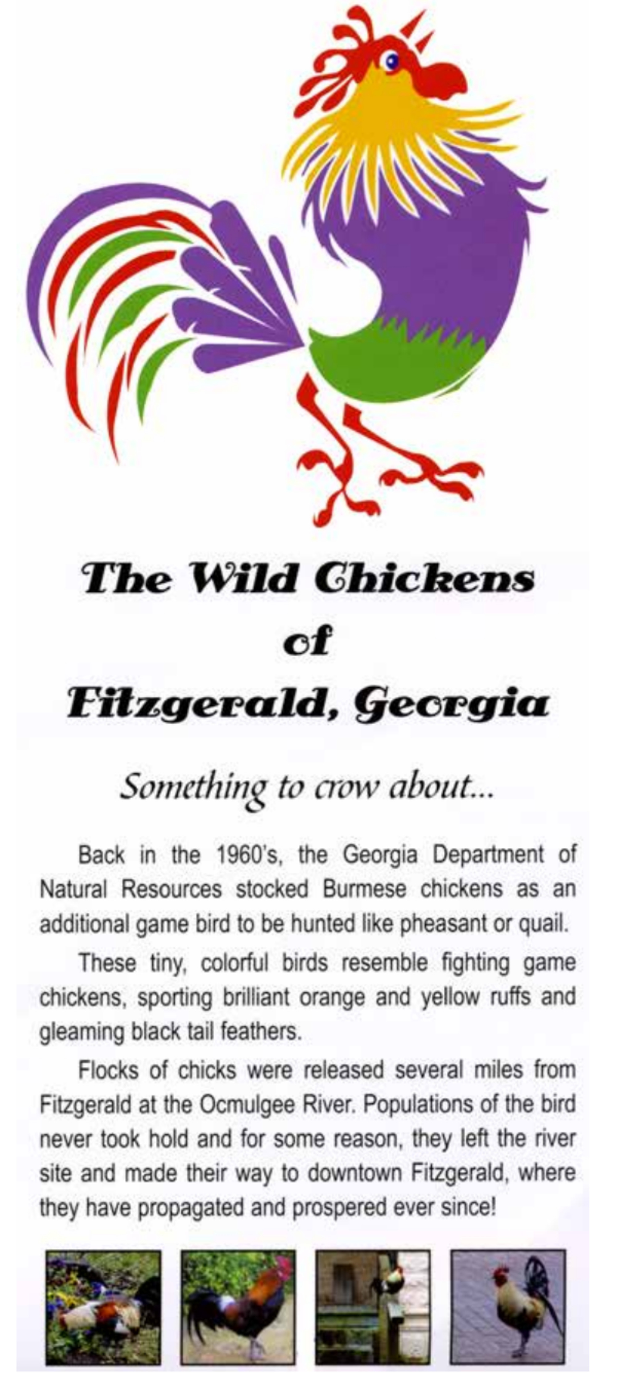 Wild Chickens of Fitzgerald | Explore Georgia