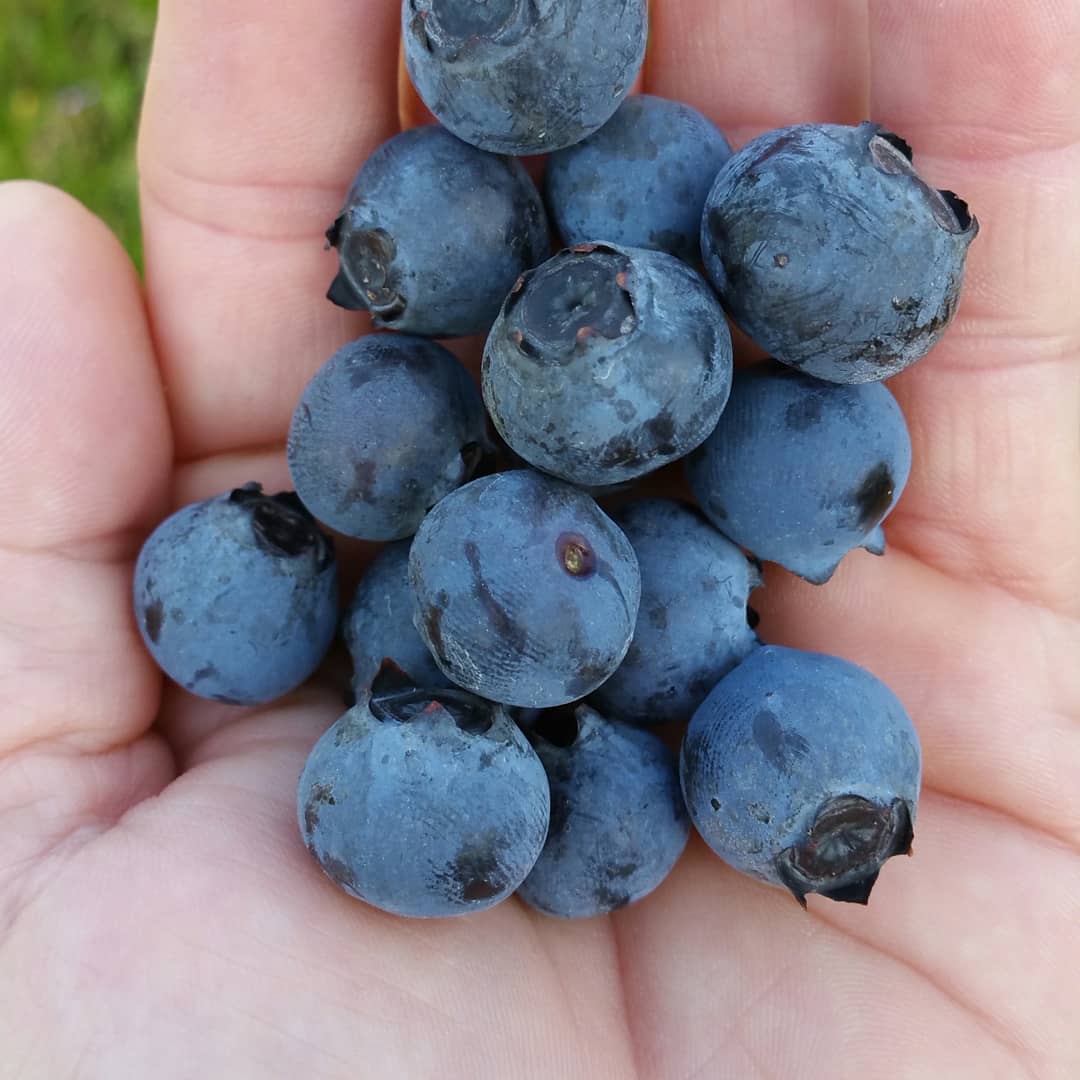 Blueberry Barn U-Pick Farm | Official Georgia Tourism & Travel Website ...