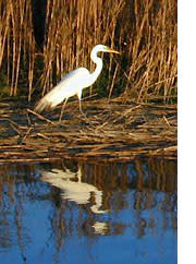 Harris Neck Cultural and Eco Tour | Explore Georgia