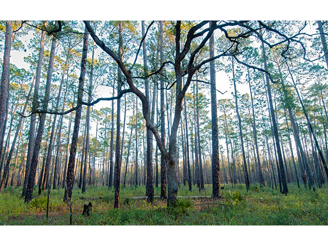 Moody Forest Natural Area | Explore Georgia