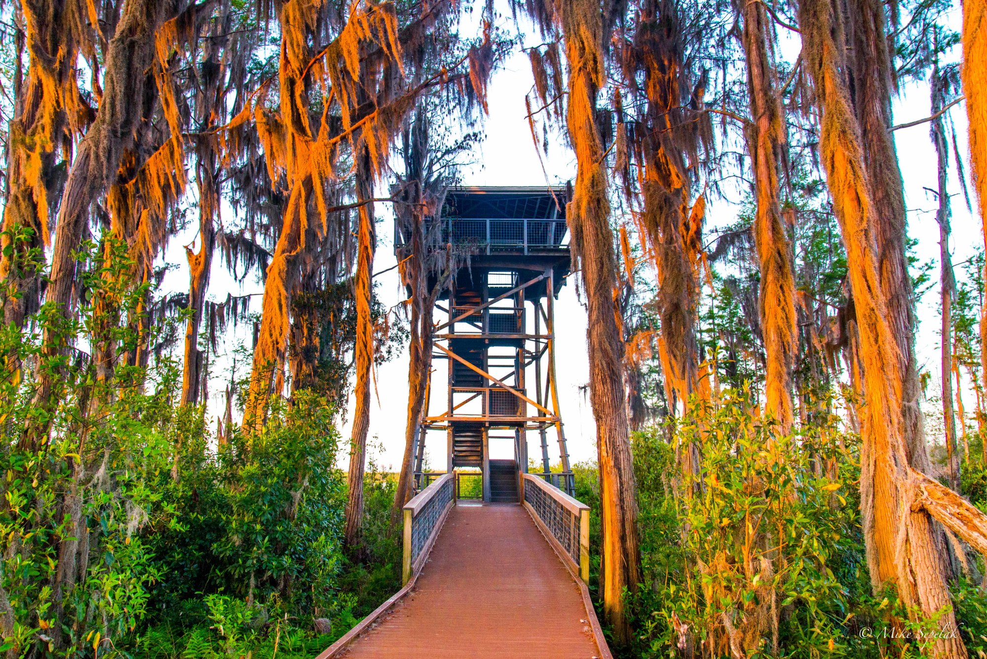 Suwannee Canal Okefenokee Swamp
