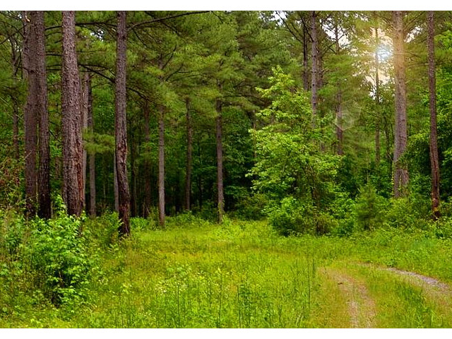 Oaky Woods Wildlife Management Area | Explore Georgia