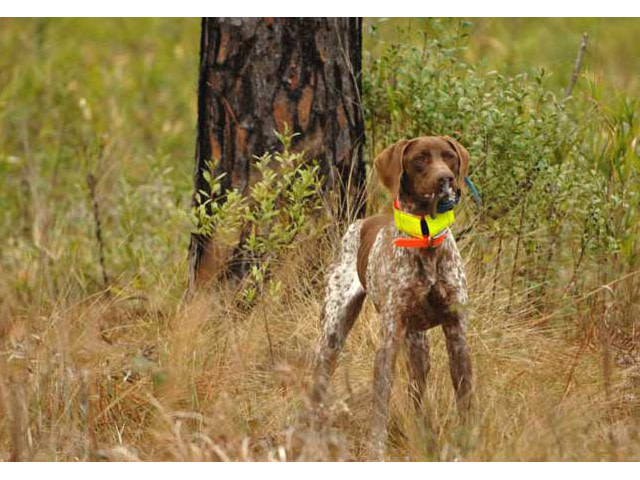 Red Pebble Plantation | Explore Georgia