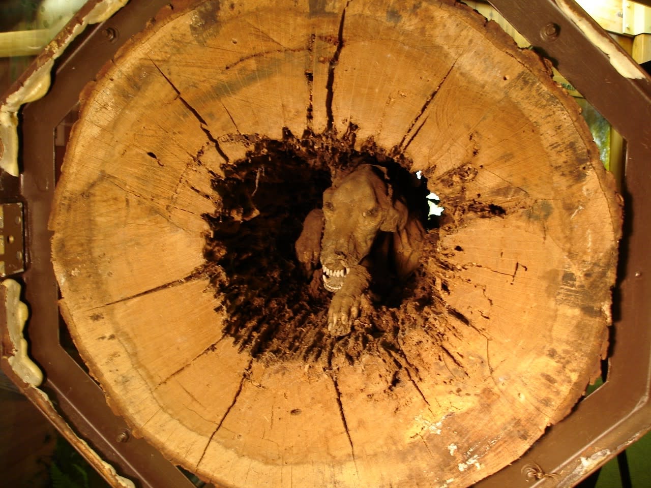 Mummified Dog In A Tree