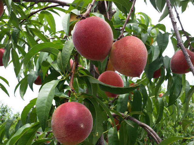 Taylor Orchards | Explore Georgia