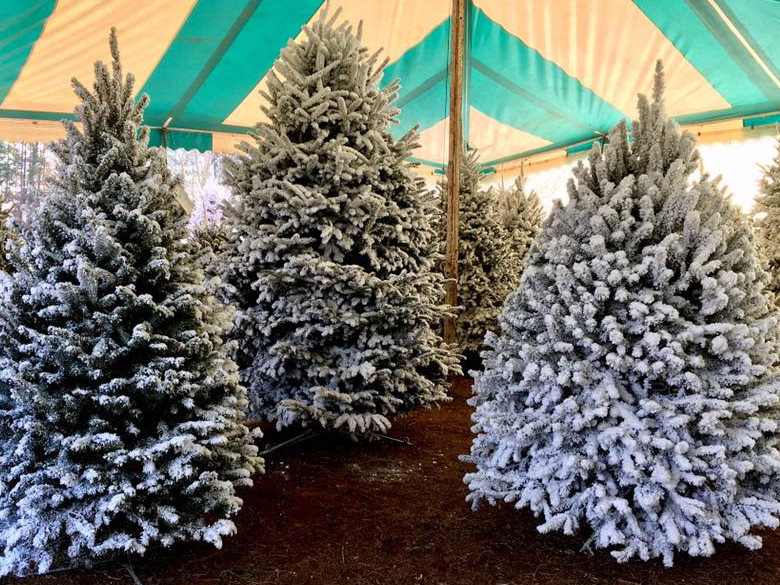 Yule Forest | Explore Georgia