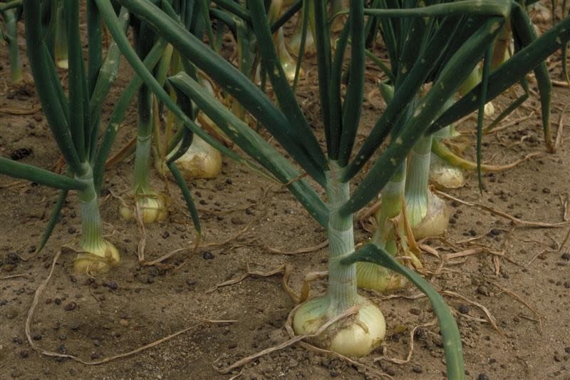 UGA Vidalia Onion and Vegetable Research Center | Explore Georgia