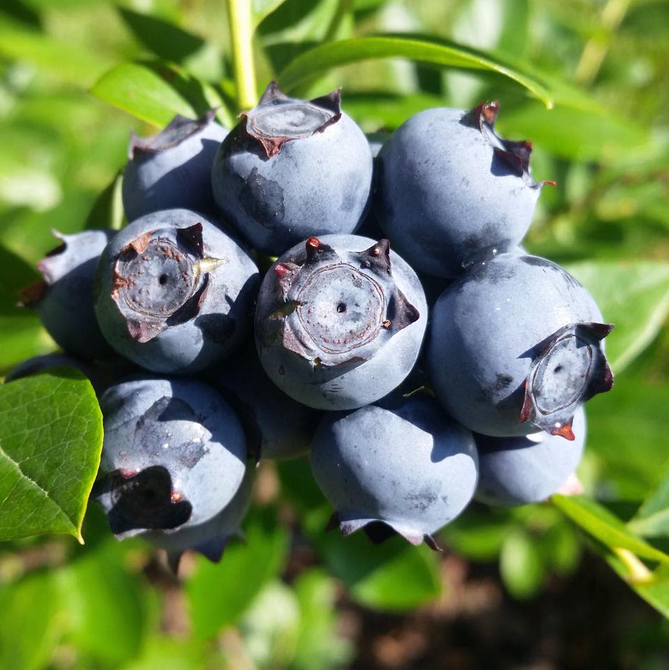 Berry Good Farms | Explore Georgia