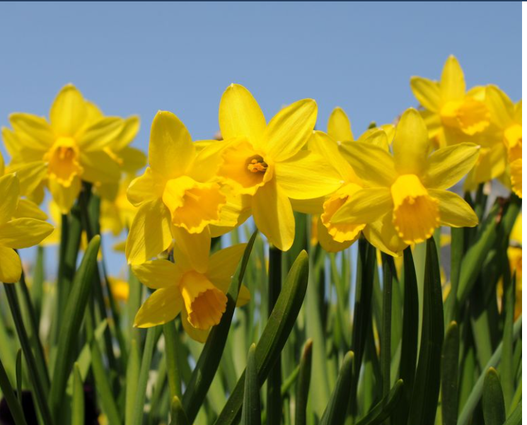 Twin Run Flower Farm | Explore Georgia