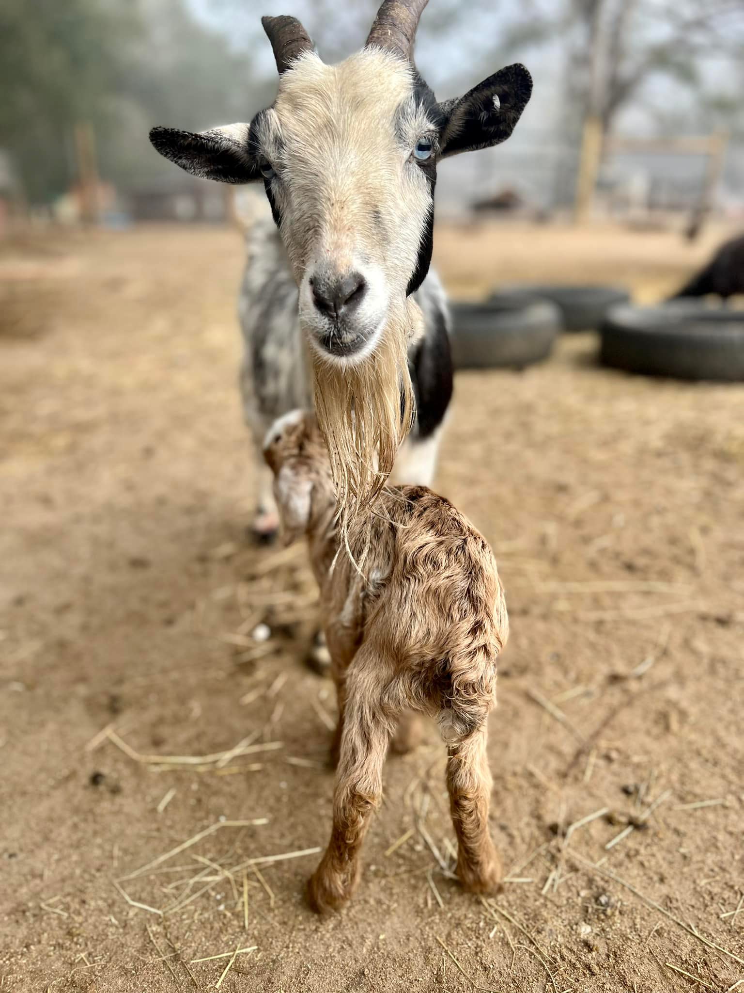 Fifth Day Farms | Explore Georgia