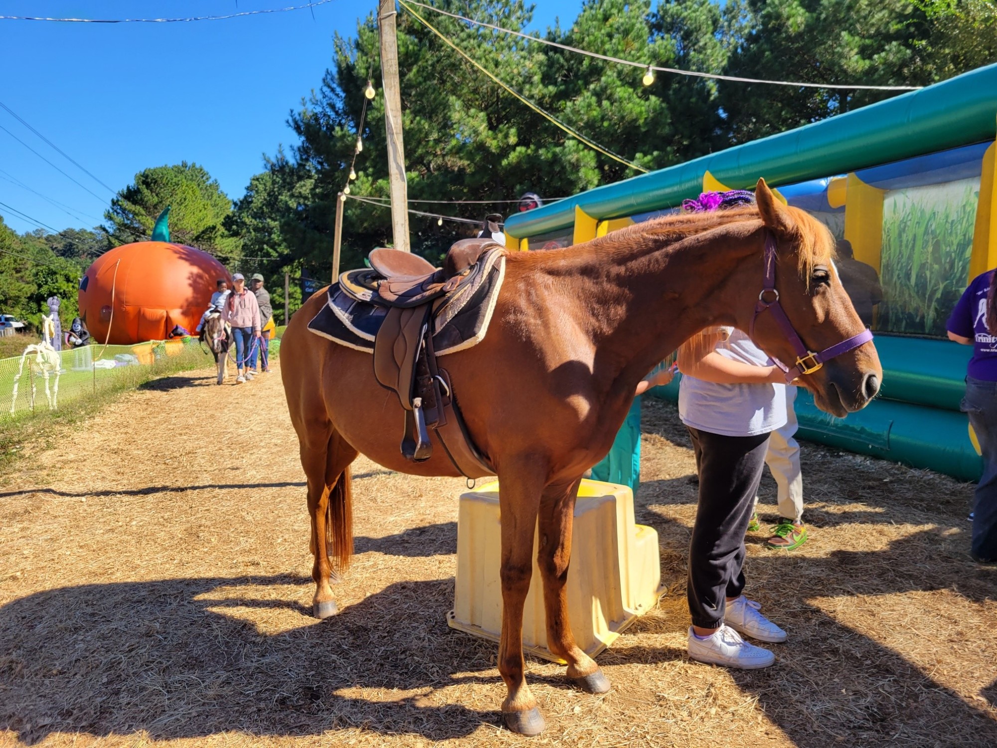 Randy's Pumpkin Patch | Explore Georgia
