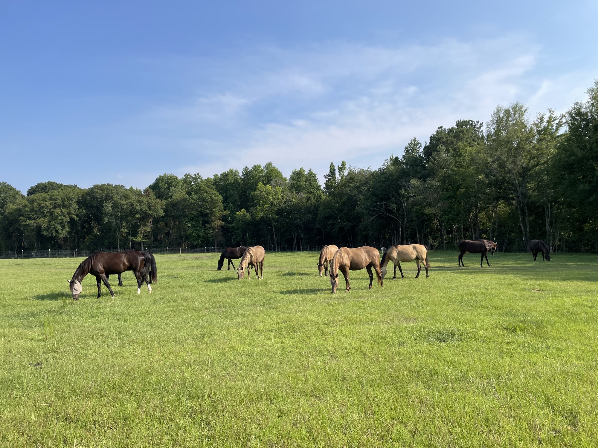 Wild Mustang Ranch | Explore Georgia