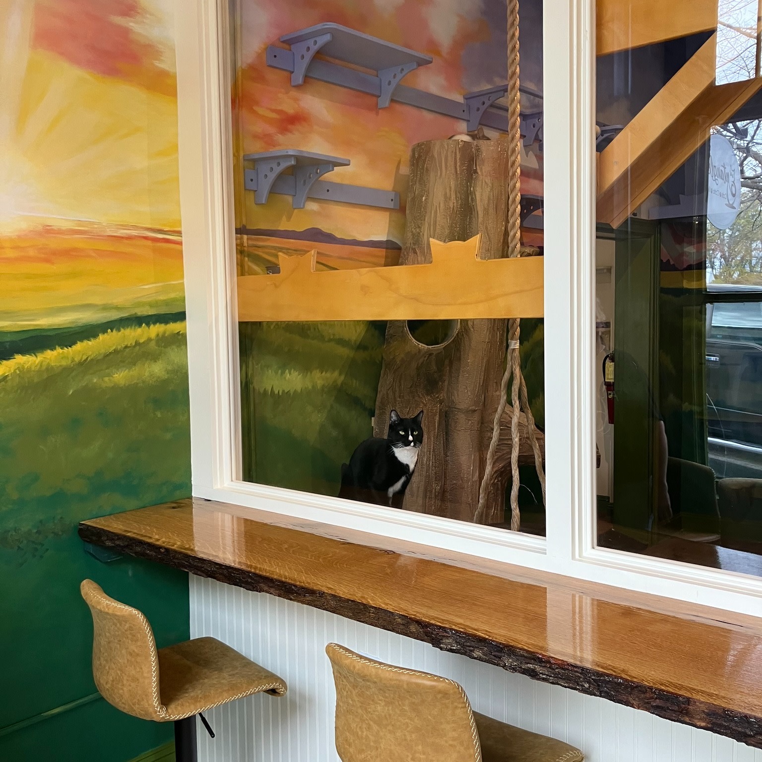 Entangled Cat Cafe | Explore Georgia