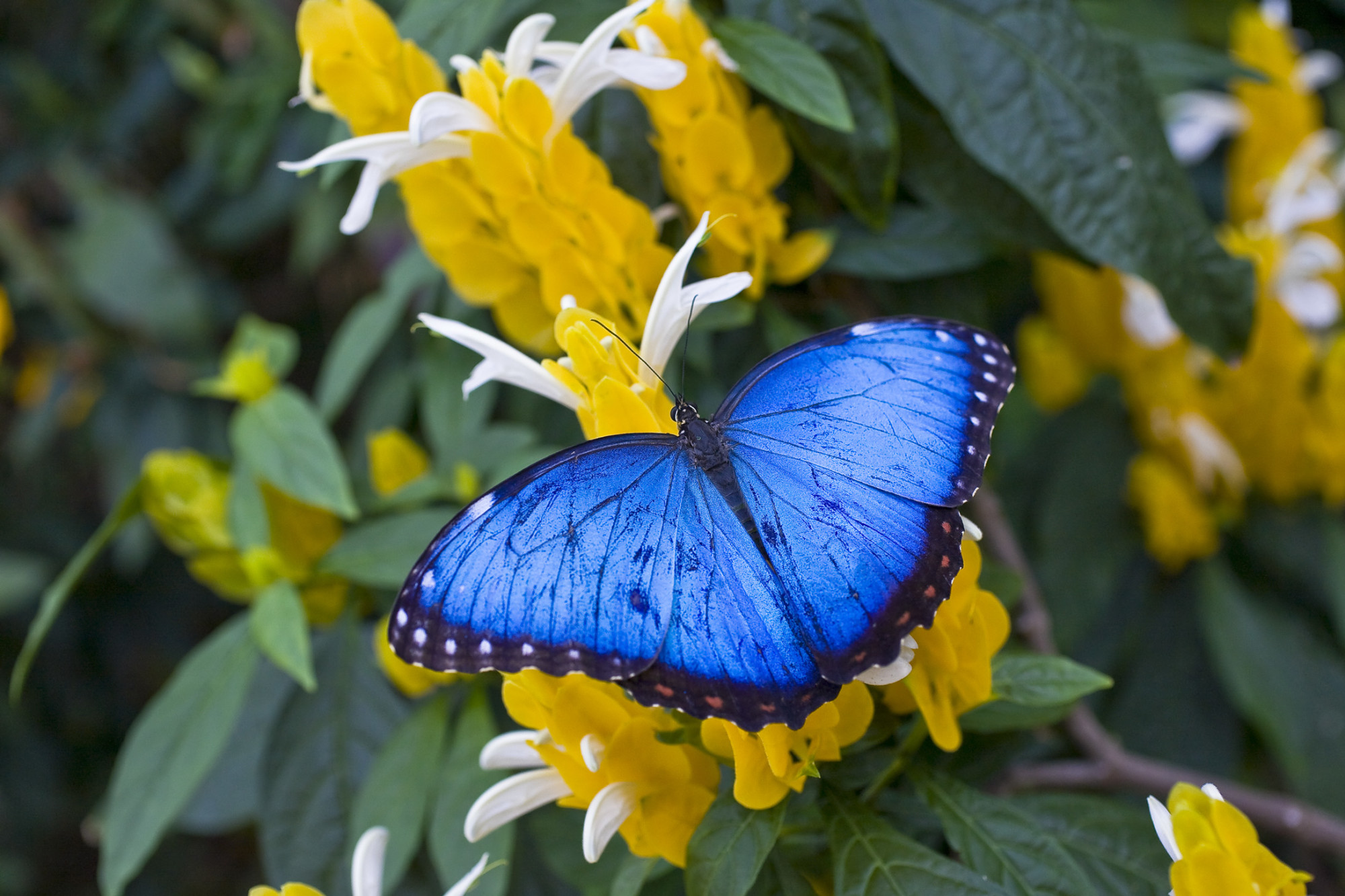 Callaway Resort & Gardens | Explore Georgia