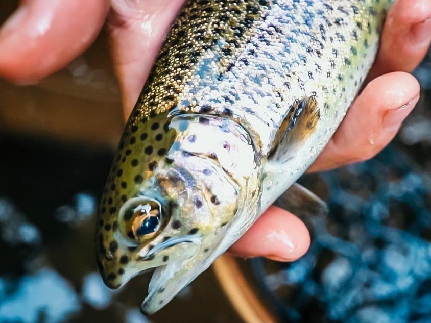 Fishing | Explore Georgia