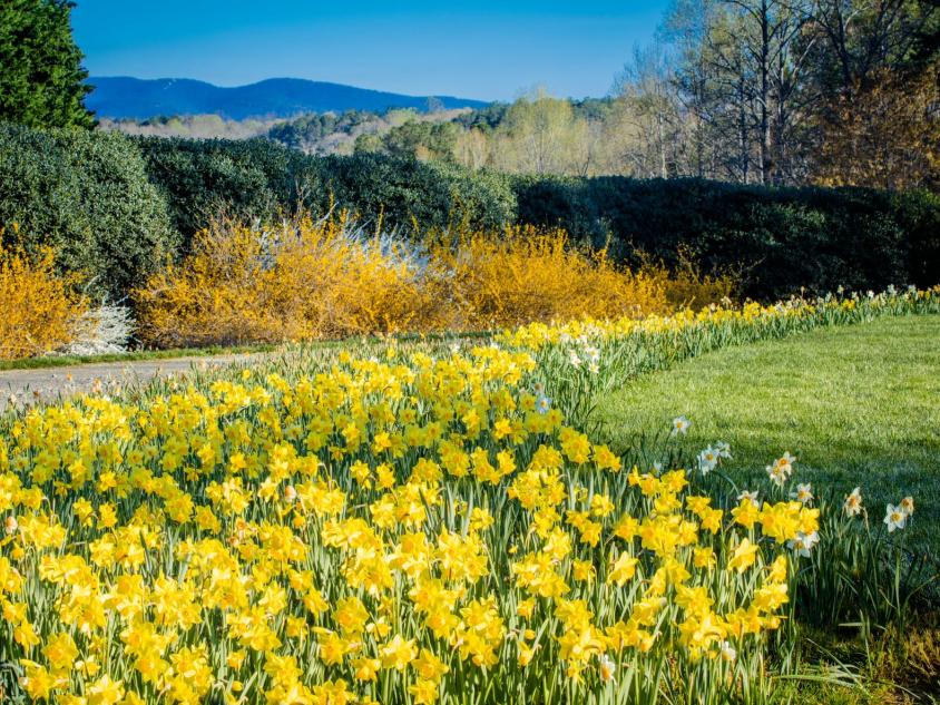 Spring Trip Ideas | Official Georgia Tourism & Travel Website | Explore ...