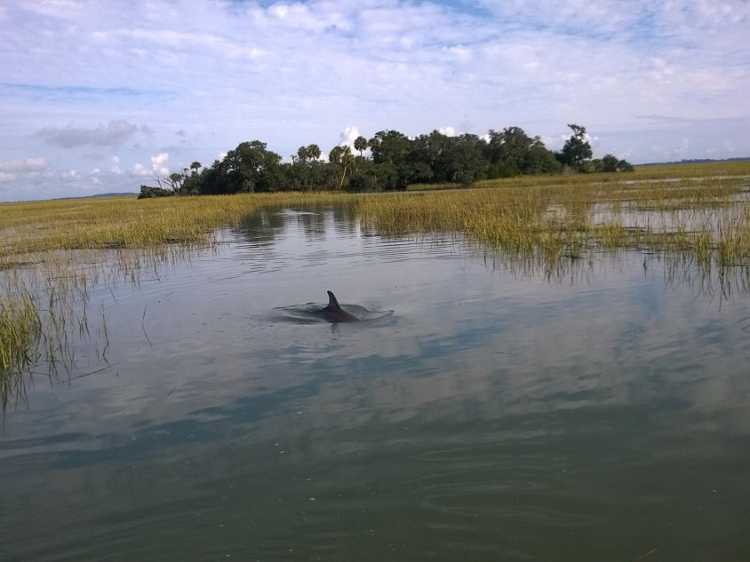 Wildlife Viewing | Explore Georgia