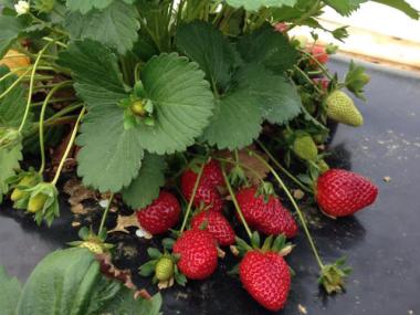 Rochelle | Explore Georgia