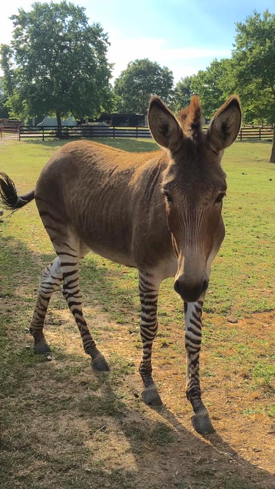 Georgia’s Best Animal Attractions | Explore Georgia