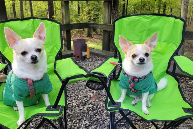 7 Georgia State Parks to Explore with Your Pup | Explore Georgia