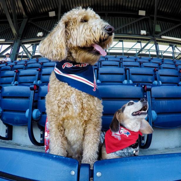 Atlanta: A Pet-Friendly Guide | Official Georgia Tourism & Travel ...