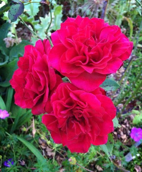 4 Best Places to See Roses in Georgia | Explore Georgia