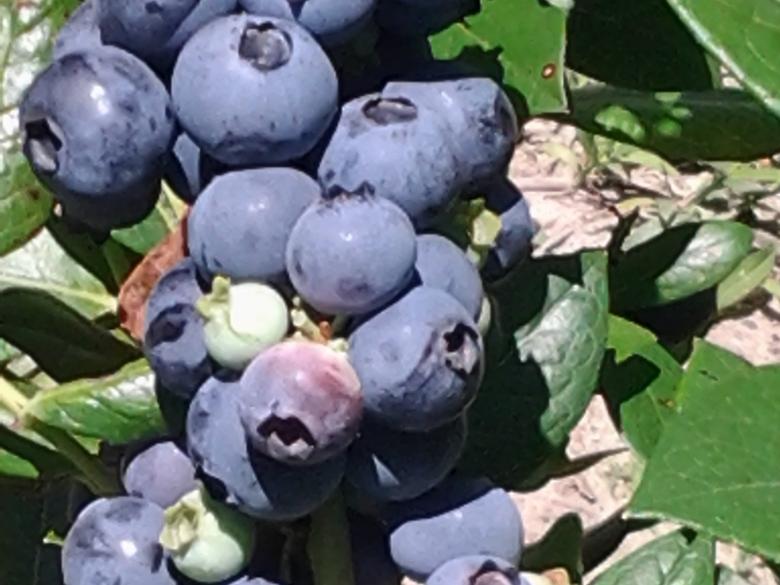 Blueberry Barn U-Pick Farm | Official Georgia Tourism & Travel Website ...