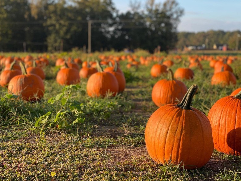 Washington Farms Fall Fun | Official Georgia Tourism & Travel Website ...