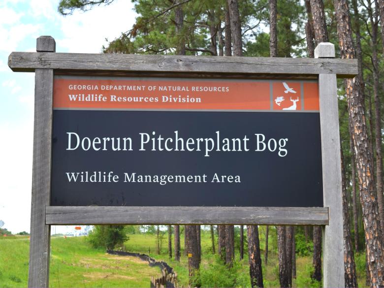 Doerun Pitcherplant Bog Wildlife Management Area | Official Georgia ...