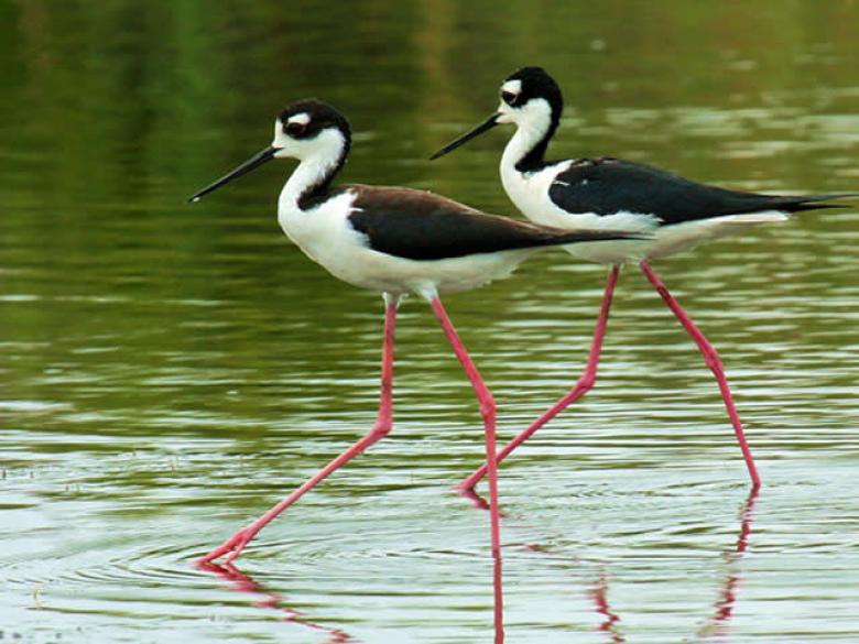 Harris Neck National Wildlife Refuge | Explore Georgia