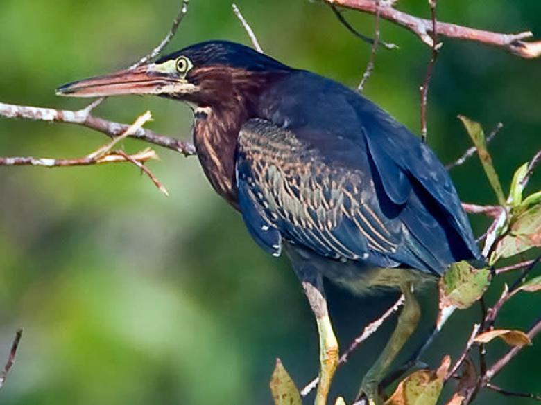Harris Neck National Wildlife Refuge | Explore Georgia