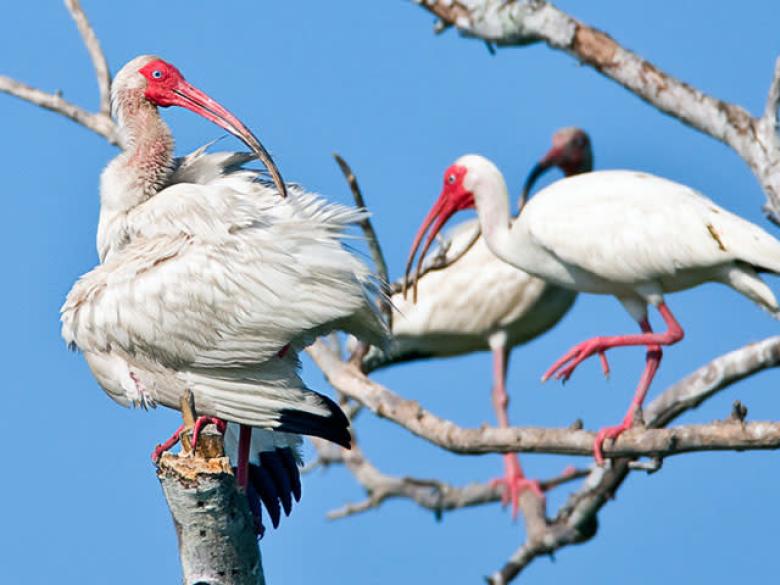Harris Neck National Wildlife Refuge | Explore Georgia