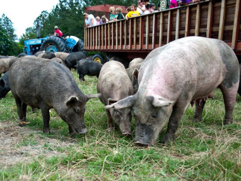 Hunter Cattle Company | Official Georgia Tourism & Travel Website ...