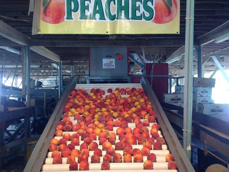 Lawson Peach Shed | Official Georgia Tourism & Travel Website | Explore ...