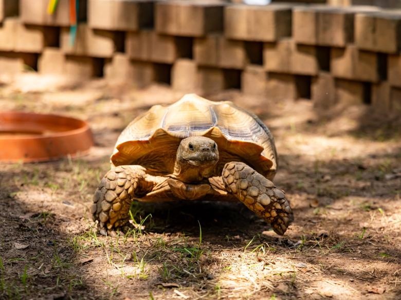Autrey Mill Nature Preserve and Heritage Center | Explore Georgia