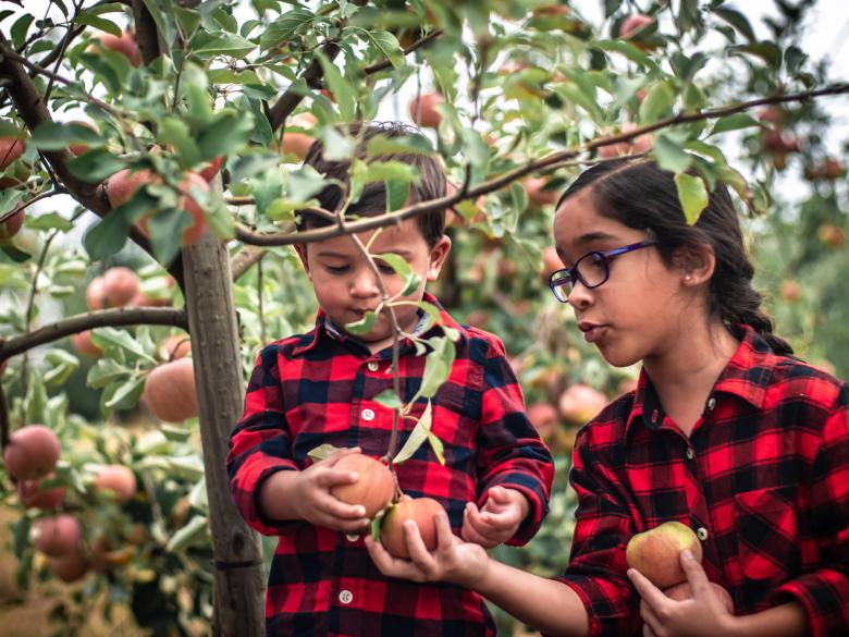 Mercier Orchards | Explore Georgia