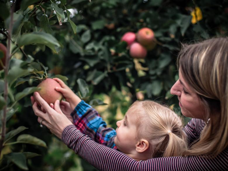 Mercier Orchards | Explore Georgia