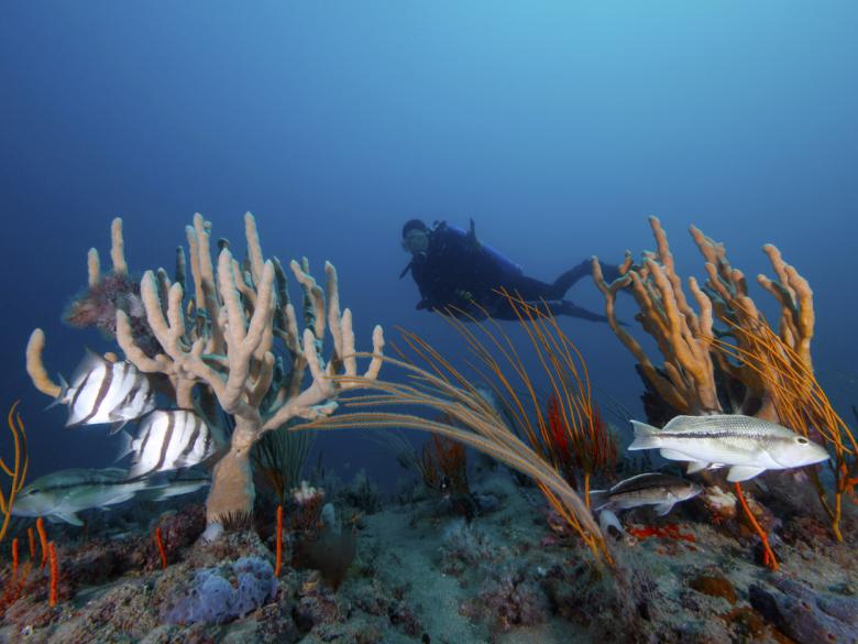 Gray's Reef National Marine Sanctuary | Explore Georgia
