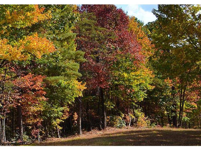 Warwoman Wildlife Management Area | Explore Georgia