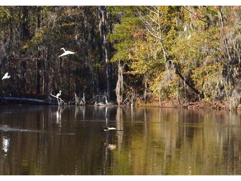 Phinizy Swamp Wildlife Management Area | Explore Georgia